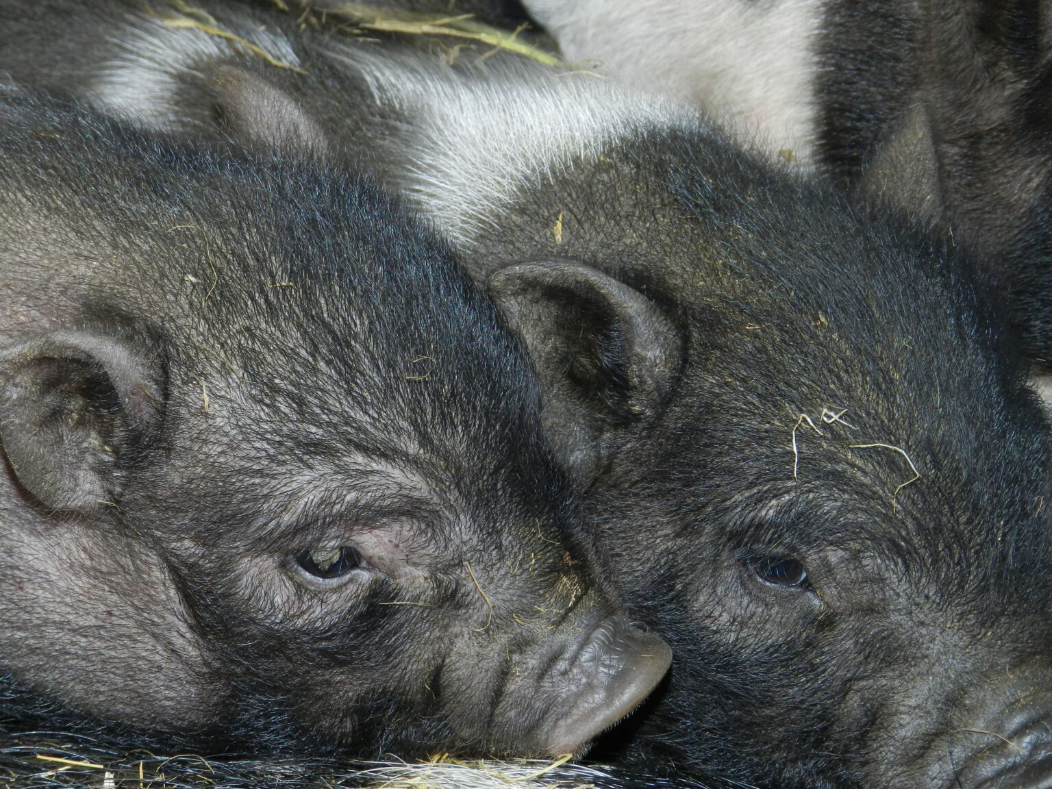 Beverstedter Tierpark am Sonntag, 4. Februar geöffnet - auch bei Regen ...
